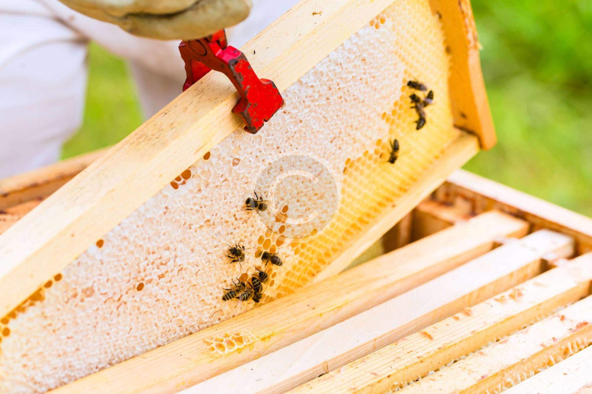 Tutorial: Beekeeping Plans, Supplies & Ideas – Honigtandler
